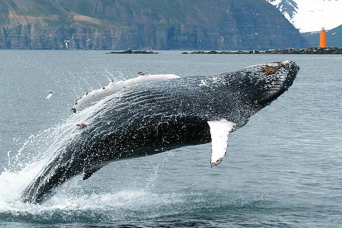 100% Whale Watching - Who Should Consider This Tour?