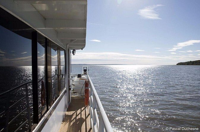 1000 Little Penguins Cruise - Why This Tour Is Worth Considering