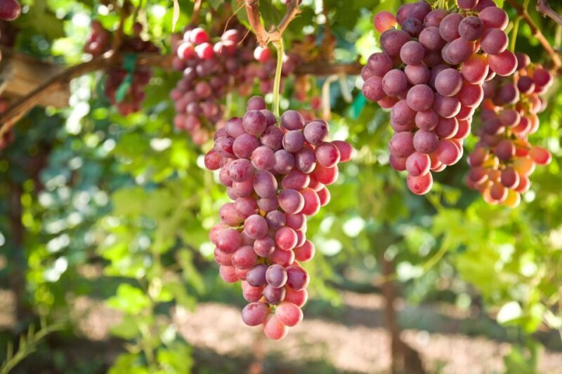11 Course Lunch, Wine Tasting & Cooking Mastery in Rhodes - Who Should Consider This Tour?