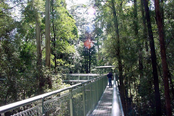 12 Apostles and Otway Fly Zipline Day Trip from Melbourne - Pricing and Overall Value