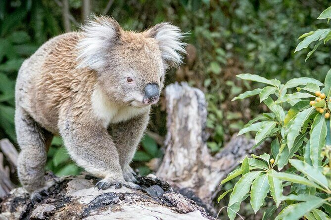 12 Apostles,Great Ocean Road Tour - hotel PICKUP & free entries - The Sum Up