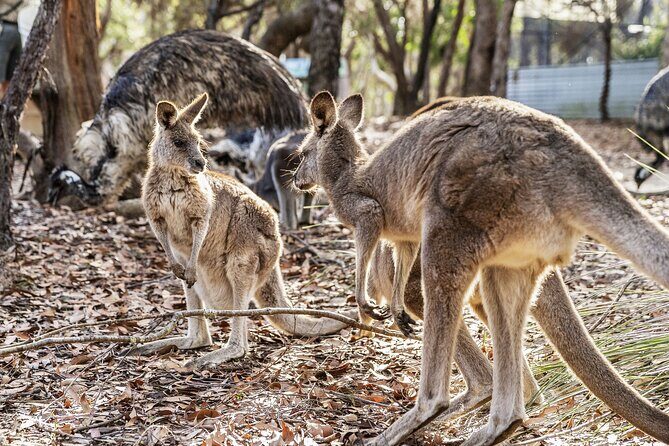 14 Day Tour from Sydney to Cairns Fraser Island and Whitsundays - FAQ