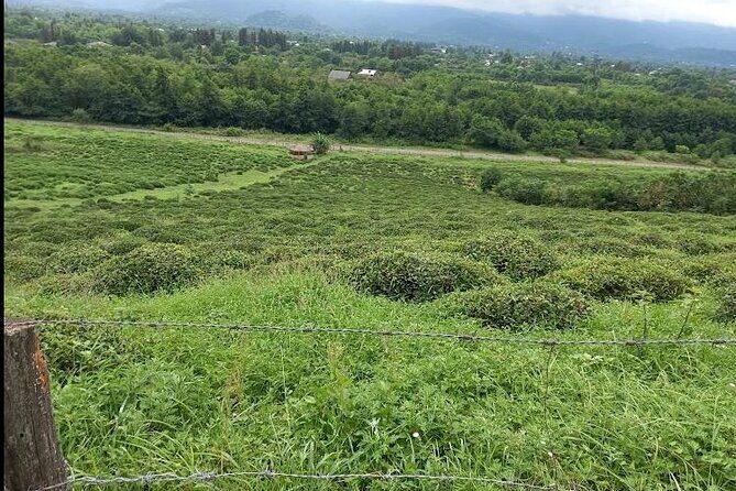 1,5 Hours Tea House and Tea Garden Trip in Ozurgeti Georgia - Final Thoughts