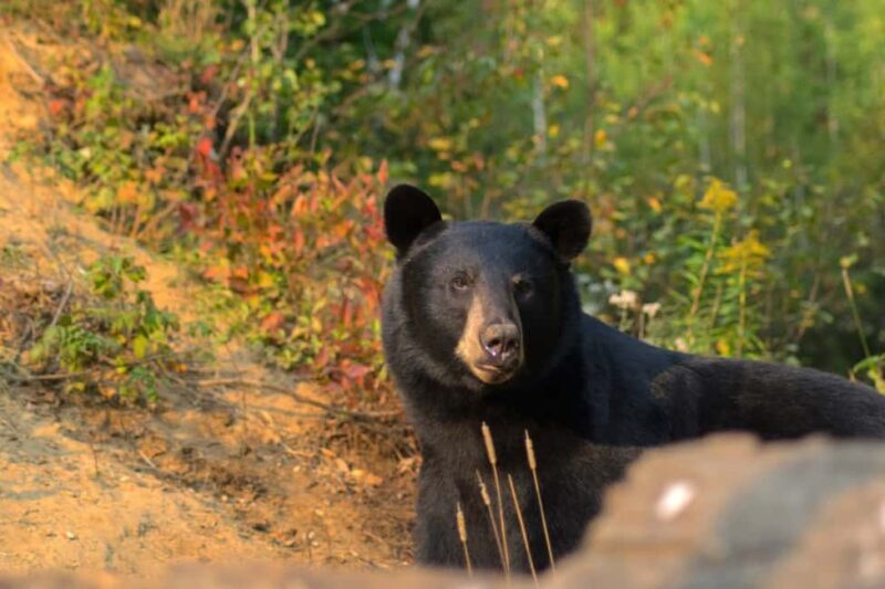 15 min. Tadoussac : Black Bear Observation with Expert Guide - Key Points