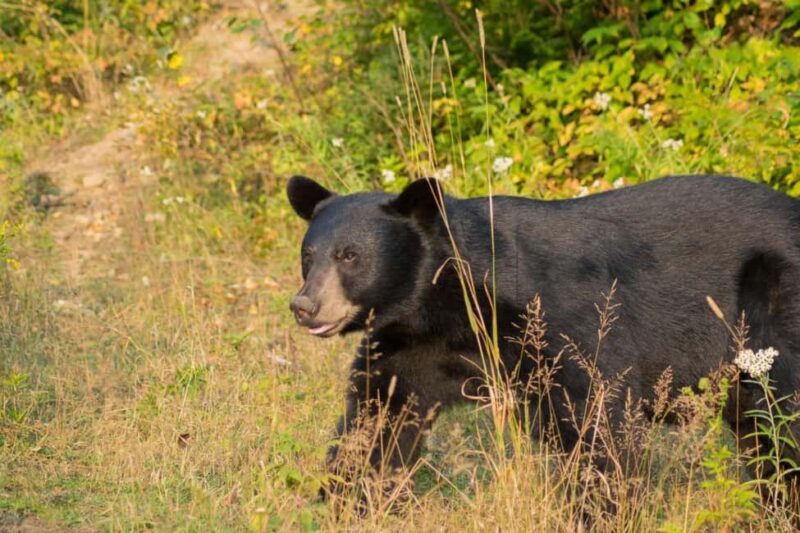 15 min. Tadoussac : Black Bear Observation with Expert Guide - An Overview of the Black Bear Observation Experience