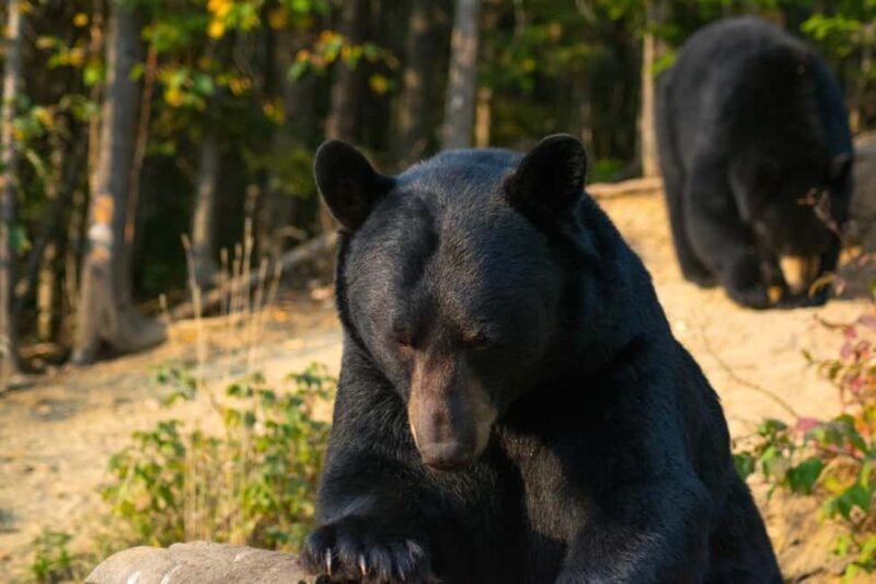 15 min. Tadoussac : Black Bear Observation with Expert Guide - Practical Details and Tips for Your Tour