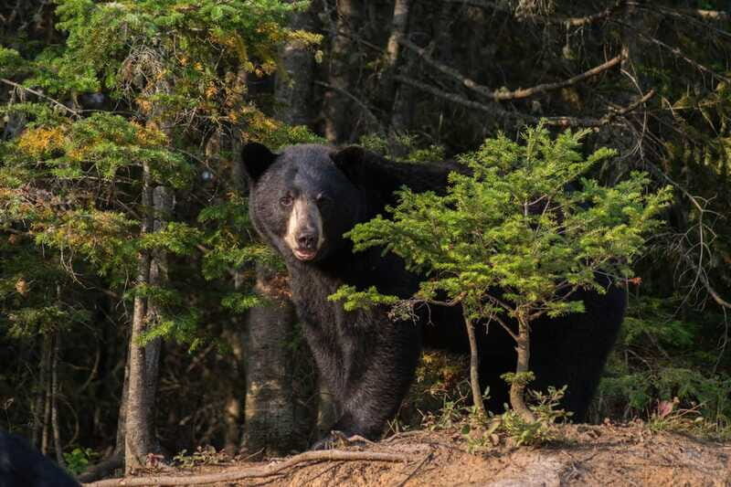 15 min. Tadoussac : Black Bear Observation with Expert Guide - Who Should Consider This Tour?