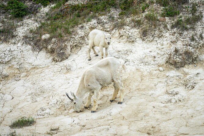 16 Days Premium Tour in Western Canada and Vancouver Island - Practical Tips for Future Travelers