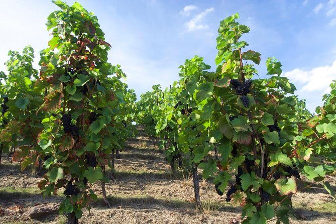 2.5-Hour Prague Wine Tasting Walking Tour - Key Points