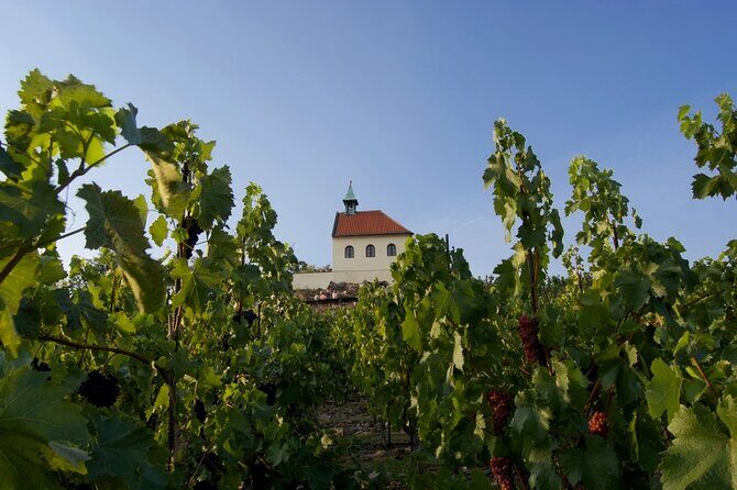 2.5-Hour Prague Wine Tasting Walking Tour - The Sum Up: Who Will Love This Tour?