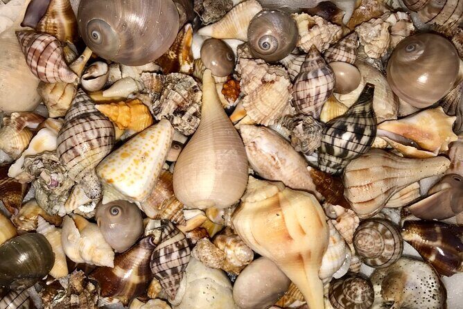 2.5 Hour Shell Key Island Adventure Including Dolphins And Shells - FAQs