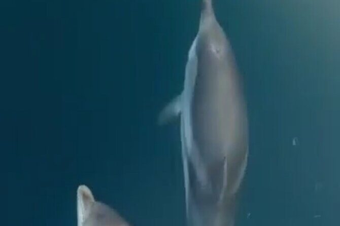 2.5 Hours Sunset Boat Tour in Search of Dolphins - The Dolphin Search & Swimming Break