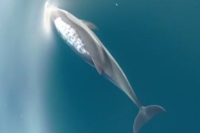 2.5 Hours Sunset Boat Tour in Search of Dolphins - Authentic Experiences & Why It Works