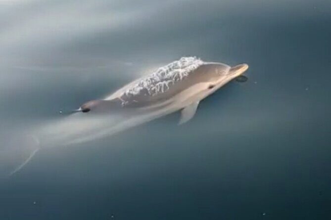 2.5 Hours Sunset Boat Tour in Search of Dolphins - Who Will Love This Tour?