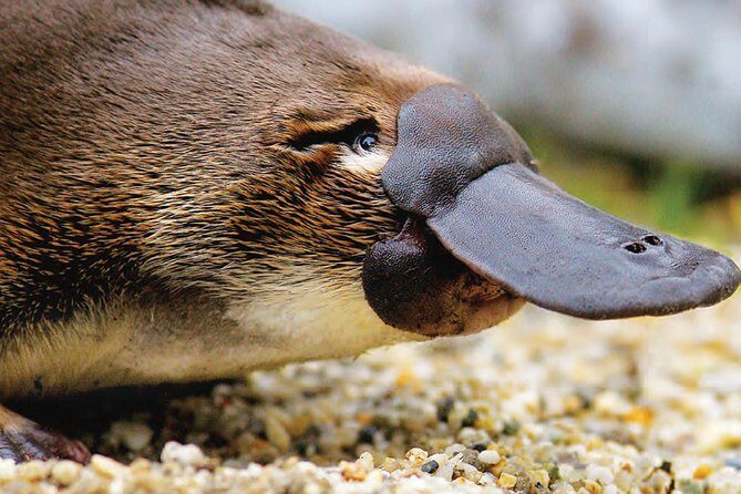 2 Day Great Ocean Road Tour and Platypus paddle - Key Points