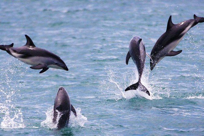 2 Day Kaikoura Whale and Dolphin Tour from Christchurch - Day Two: Whale Watching and Scenic Return
