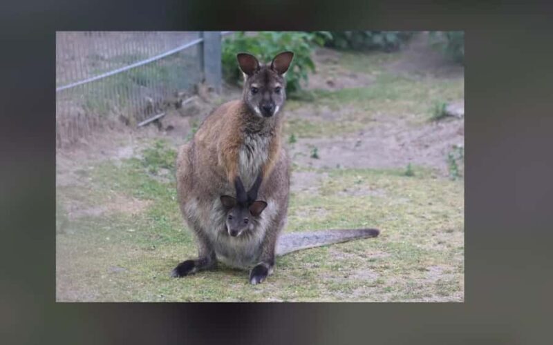 2-Day Kangaroo Island Private Tour - Discovering Kangaroo Island in Style