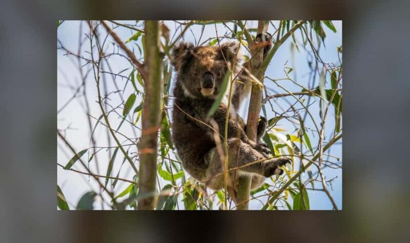 2-Day Kangaroo Island Private Tour - Day 2: Wildlife, Wineries, and Authentic Experiences