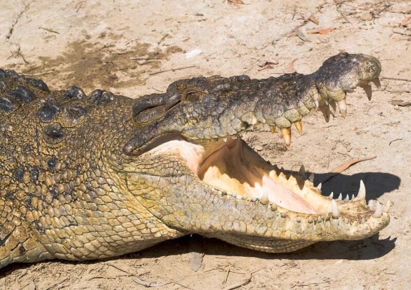 2-Day Paronella Park & Tablelands Tour+Cape Tribulation Tour - Key Points