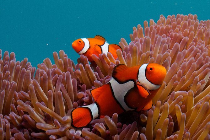 2-Day Snorkelling Experience - Great Barrier Reef Twin Share - Frequently Asked Questions