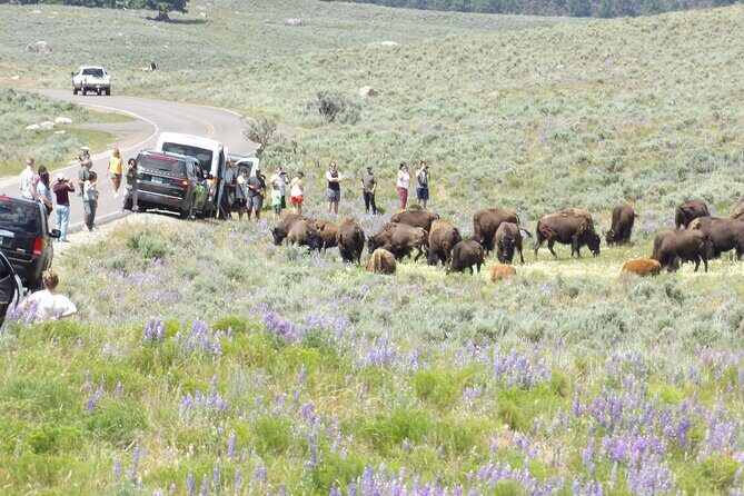 2 Day Yellowstone Safari Upper and Lower Loop Bozeman - Whats Included and Whats Not