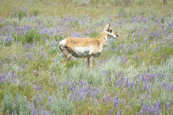 2 Day Yellowstone Safari Upper and Lower Loop Bozeman - Frequently Asked Questions