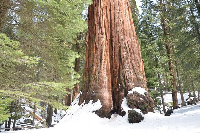 2 Days Private Tour to Sequoia and Kings Canyon Parks from LA - What’s Included and What to Expect