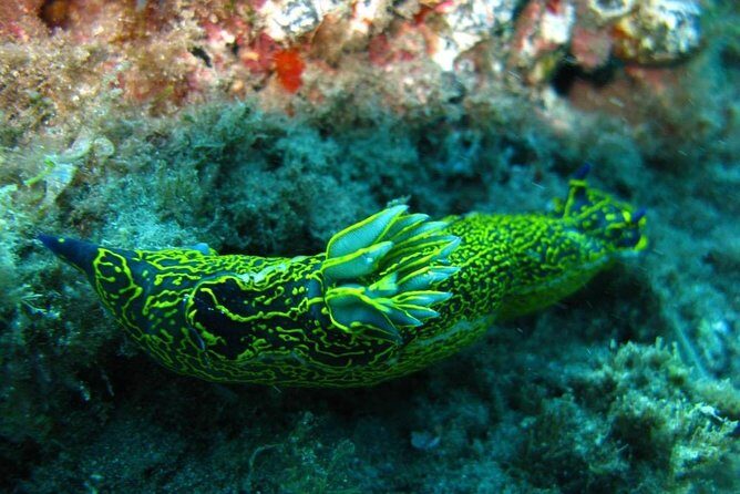 2 Dive Package for Qualified Divers in Gran Canaria - FAQs