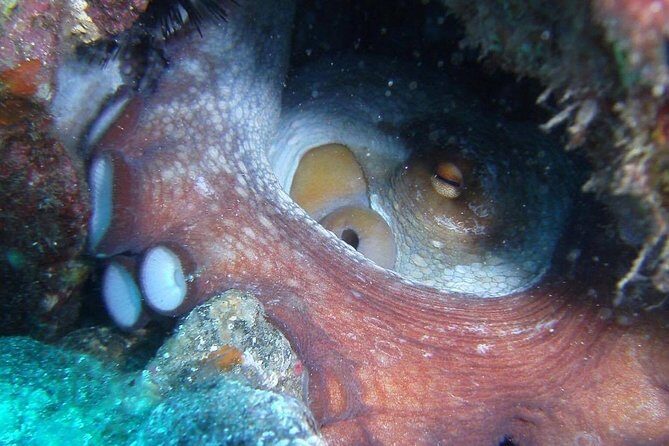 2 Dive Package for Qualified Divers in Gran Canaria - Wrapping Up