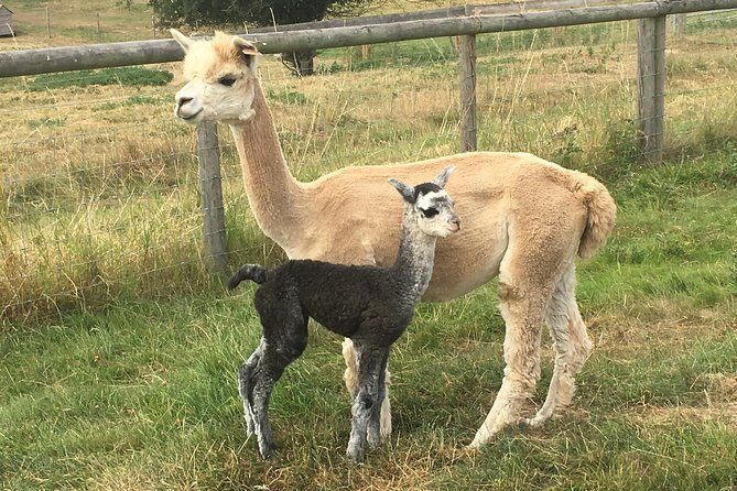 2-Hour Alpaca Farm Experience in Kenilworth - The Itinerary Breakdown
