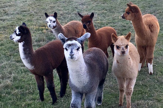 2-Hour Alpaca Farm Experience in Kenilworth - Considerations Before Booking