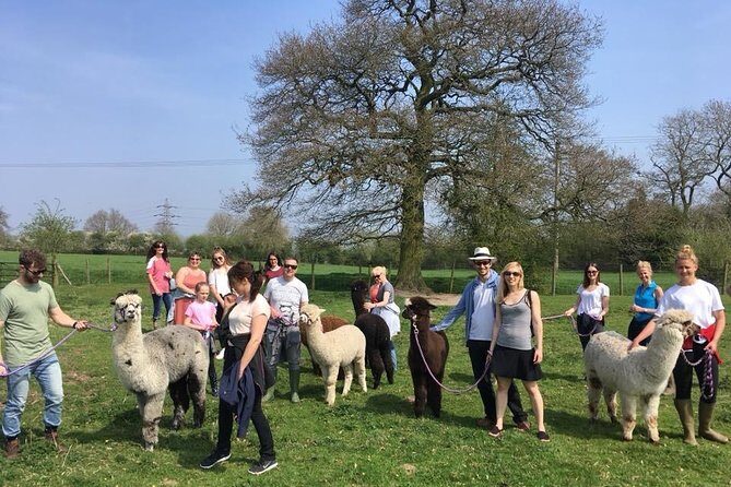 2-Hour Alpaca Farm Experience in Kenilworth - Final Thoughts: Is It Worth It?