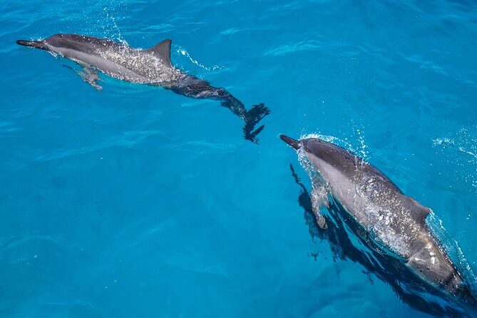 2 Hour Big Island Dolphin Watching and Sea Turtle Snorkel Tour - A Closer Look at the Experience