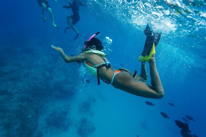 2 Hour Big Island Dolphin Watching and Sea Turtle Snorkel Tour - Final Thoughts