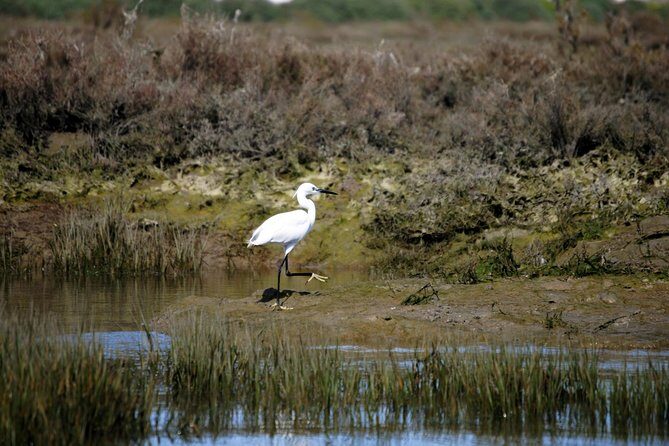 2-hour Bird Watching Guided Boat Trip in Ria Formosa from Faro Algarve - FAQs