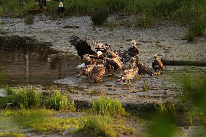 2 Hour Custom Wildlife and Historical Tour - The Sum Up