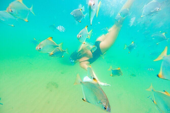 2-Hour Dolphin Kayak & Snorkel Tour on the Broadwater - The Sum Up