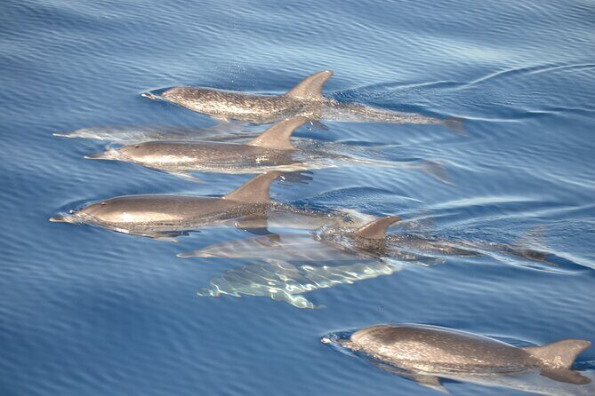 2-Hour Dolphin Watching Experience in Fuerteventura - What the Tour Entails