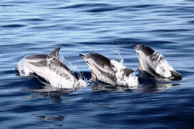 2-Hour Dolphin Watching Experience in Fuerteventura - What Makes This Tour Stand Out?