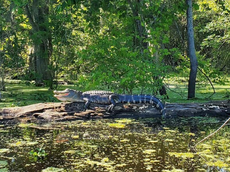2-hour Eco-Swamp Tour - Why Choose the 2-Hour Eco-Swamp Tour?