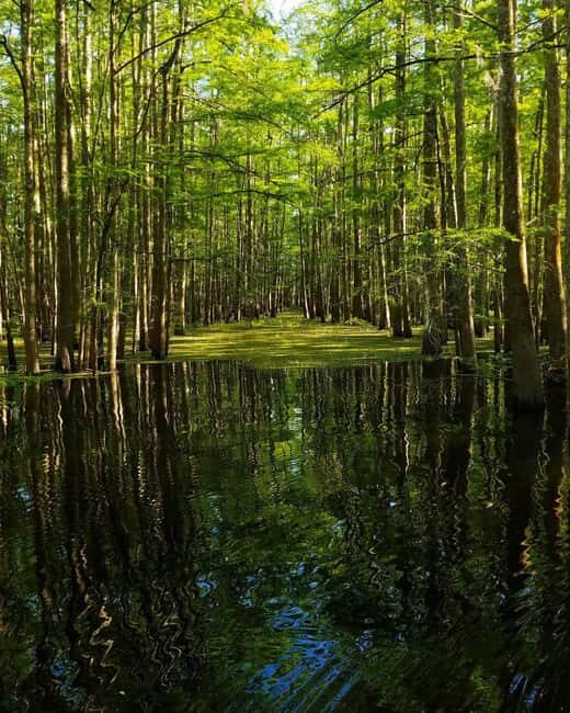 2-hour Eco-Swamp Tour - The Practical Side: What’s Included and What to Bring