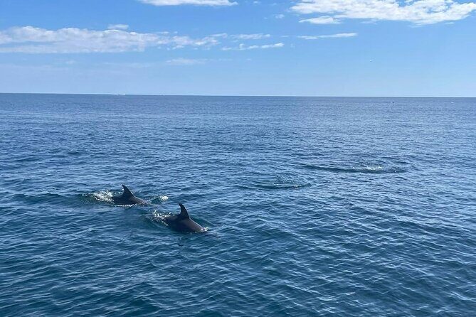 2-Hour Excursion in Search of Dolphins/ Includes Drink and Snacks - Final Thoughts