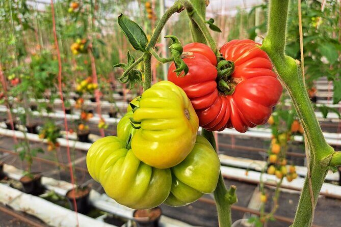 2-Hour Farm Experience in Gateway Yarra Valley - The Role of Guides and Reviews