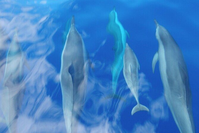 2 Hour Maui Dolphin Watch Sightsee Raft Tour (Semi-Private) - Frequently Asked Questions