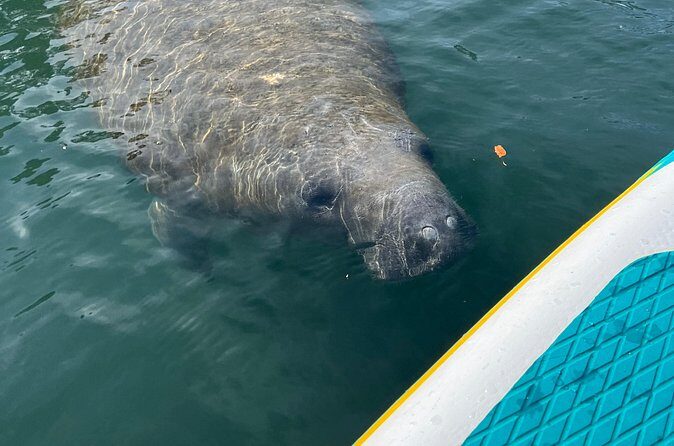 2 Hour Paddle Board Rental - The Sum Up