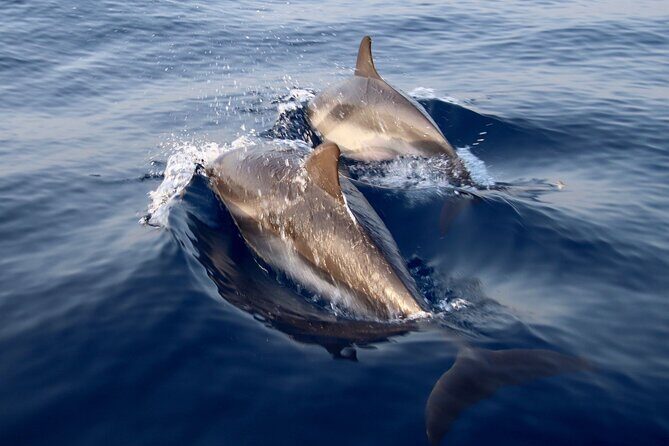 2-Hour Private Dolphin Watching Activity in Taormina - Key Points
