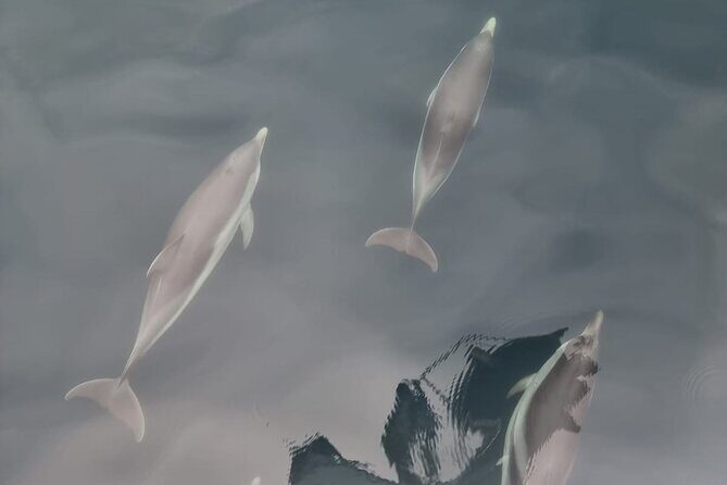 2-Hour Private Dolphin Watching Activity in Taormina - The Experience in Detail