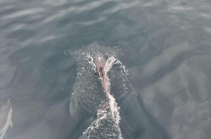 2-Hour Private Dolphin Watching Activity in Taormina - The Sum Up