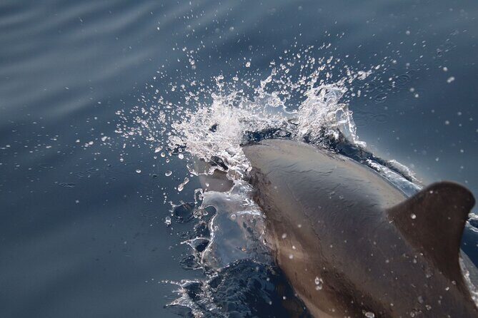 2-Hour Private Dolphin Watching Activity in Taormina - FAQ