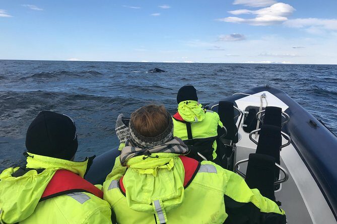 2-Hour RIB Boat Whale Watching Tour from Reykjavik - Frequently Asked Questions